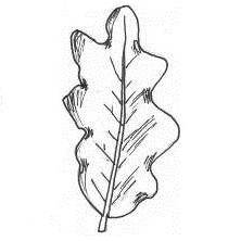 Piles Copse – Oak woodland regeneration in action